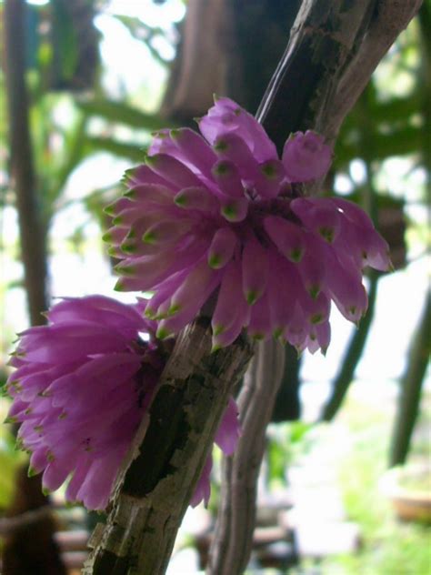 Orchid69 Dendrobium Purpureum