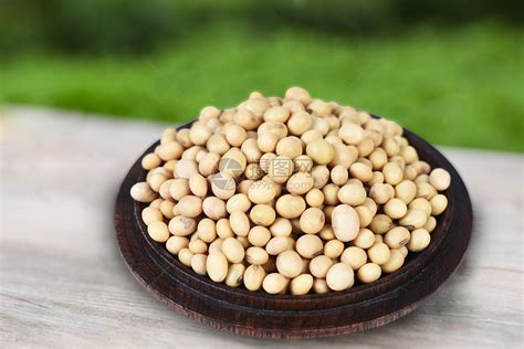 黄豆高清图片下载 正版图片500202546 摄图网