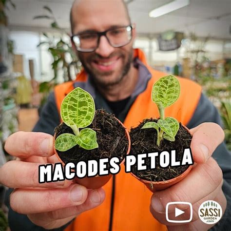 Sassi Garden Vendita Piante Online