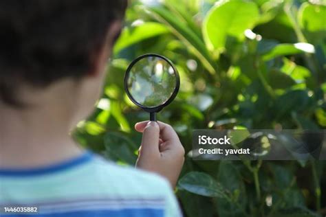 돋보기로 잔디를 보고 있는 어린 소년 미취학 아동이 돋보기로 자연을 탐험하고 있다 숲속의 호기심 많은 아이들 검사 보기에 대한 스톡 사진 및 기타 이미지 Istock