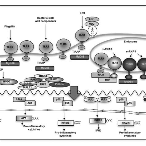 The Biological Principle Of The Monocyte Activation Test As Defined