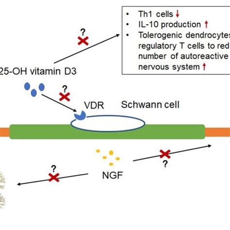 The Model Of Vitamin D Deficiency Mediated Peripheral Nervous System