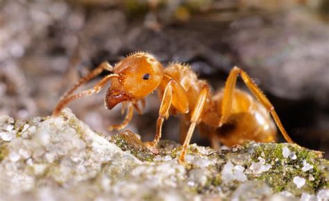 Ant Mounds Play A Critical Role In Sustaining Biodiversity