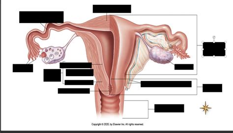 Labeling Diagram Quizlet