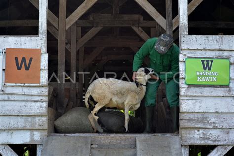 Upaya Pelestarian Domba Garut Antara Foto