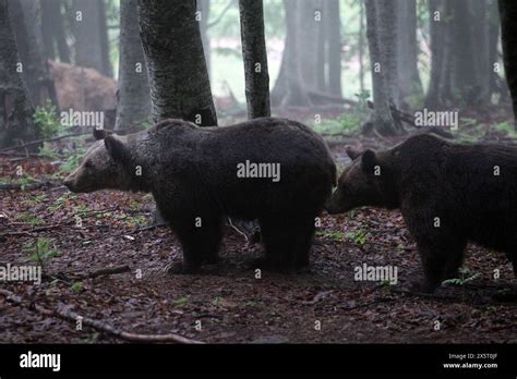 Brown Bear Ursus Arctos Range In Greece Consists Of Two Major