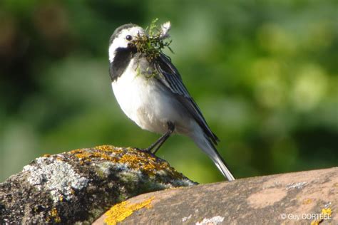 Comment protéger les nids d oiseaux des prédateurs du jardin nid de
