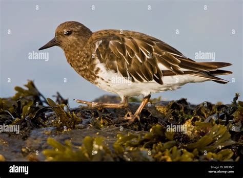 A Black Turnstone Arenaria Melanocephala Feeding Along The Shoreline