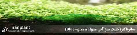 سیانوباکتر جلبک سبز آبی Blue Green Algae ایران پلنت