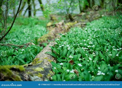 Allium Ursinum Known Es Wild Garlic Ramsons Buckrams Broad Leaved