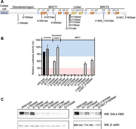 Transcription Activation Assay For Small In Frame Deletions That Result