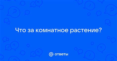 Ответы Mail Что за комнатное растение
