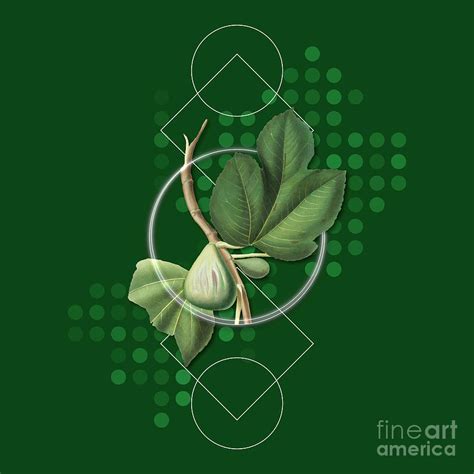 Vintage Fig Botanical With Geometric Motif N 0286 Mixed Media By Holy