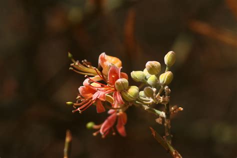 Capparis Decidua Picturethis