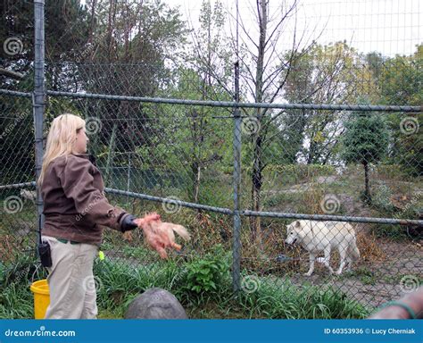 Wolf Feeding Editorial Photo Image Of Flora Nature 60353936