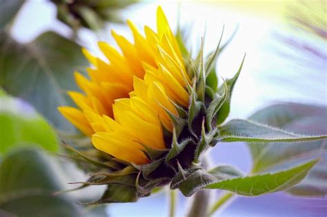 ФАКТ НЕОСПОРИМ МАЙКА МИ И АЗ НА МЛАДИ ГОДИНИ МНОГО ПО КРАСИВИ ОТ ЗАЛИЗАНАТА ЛИЗА БАГРЯНА А АЗ И