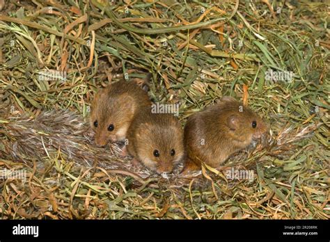 Dwarf Mouse Eurasian Harvest Mice Micromys Minutus Dwarf Mice Mice