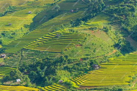 베트남 북부 사파 Sapa 시 근처 무캉차이 Mu Cang Chai 마을의 황금 계단식 논 프리미엄 사진