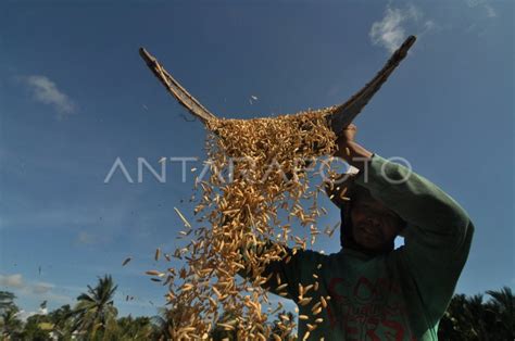 Harga Gabah Kering Panen Naik ANTARA Foto