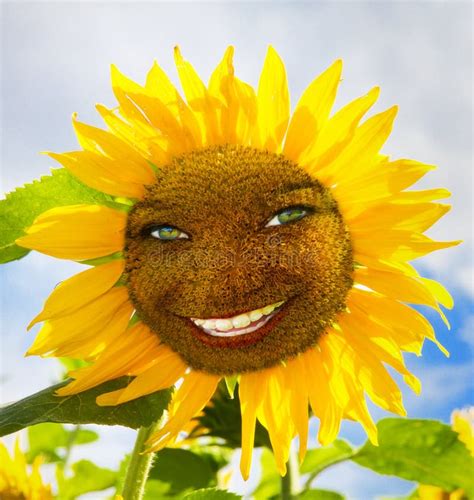 Top Imagen Cara De Girasol Abzlocal Mx