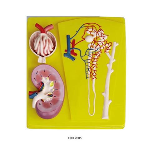 Ginjal Manusia Nefron Dan Glomerulus