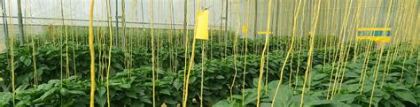 Polyhouse Cultivation Of Capsicum Duration 1 Month