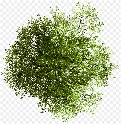 Detail Plan Tree Png Koleksi Nomer 1