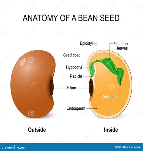 Anatomy Of A Bean Seed Stock Vector Illustration Of Leaves 89452625