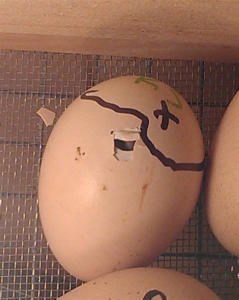 Assisting Hatching What You Need To Know BEFORE You Assist Tassie Bird And Poultry Supplies