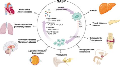 Slow Down Biological Aging With Dr Matt Kaeberlein Garma On Health