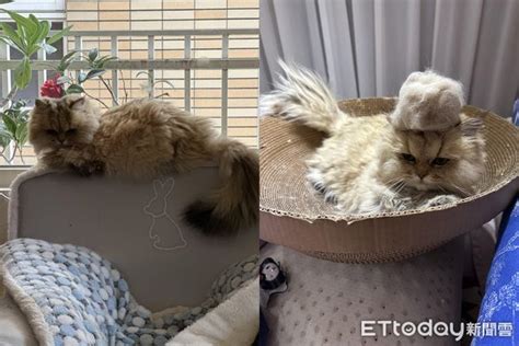 媽半夜偷吃普渡罐頭 「熟悉喀喀聲」一響秒被3貓包圍：快交出來 Ettoday寵物雲 Ettoday新聞雲