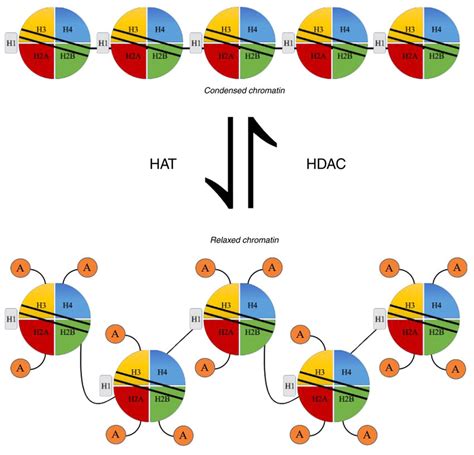 Hdac Function H Histone Hat Histone Acetyltransferase Hdac