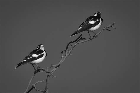 Birds As Poetry —— Just Because I Wander Doesnt Mean Im Lost