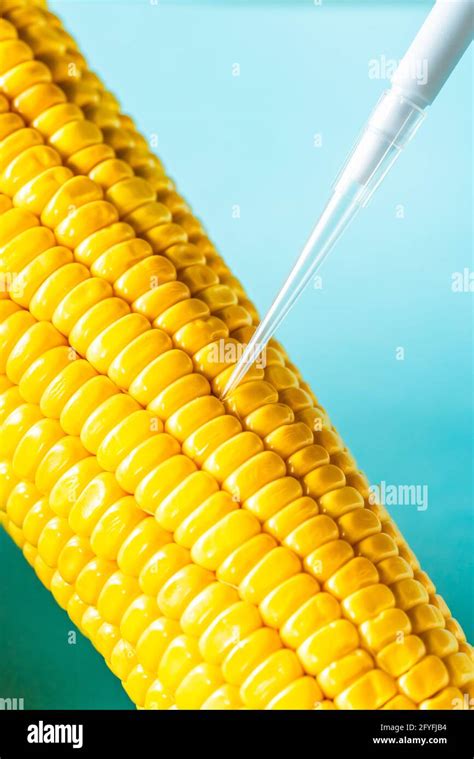 Genetically Engineered Maize Stock Photo Alamy