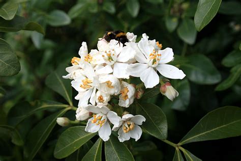 Gardening Mexican Orange Blossom Gardenista