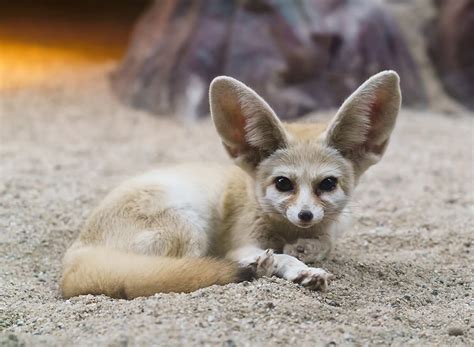 Wild Relatives The Desert Dwelling Fennec Fox