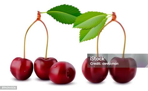 현실적인 3 차원 스타일 벡터 일러스트 레이 션 흰색 배경에 고립에서 달콤한 벚꽃 잎과 익은 빨간 체리 열매 3차원 형태에 대한 스톡 벡터 아트 및 기타 이미지 Istock
