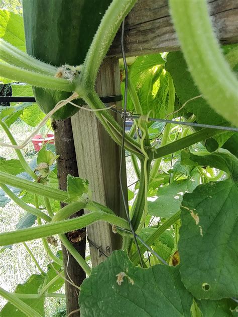 Cracked Cucumber Stem R Gardening