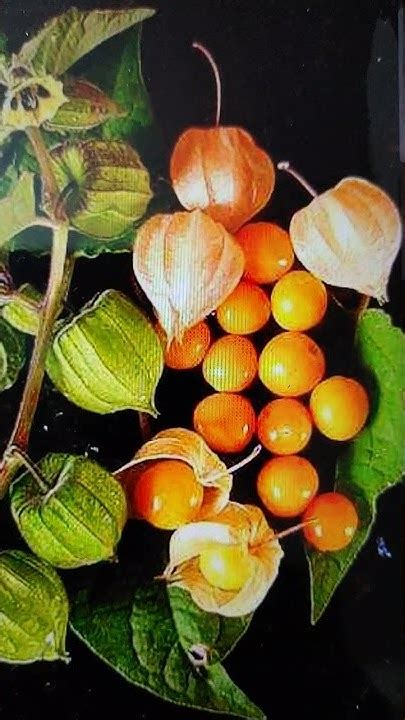 Pitari Fruit Tree Youtube