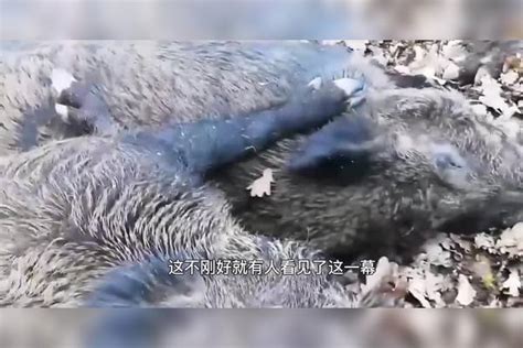 野猪闯入家猪地盘没想到结局大反转家猪真厉害 地盘 结局 野猪