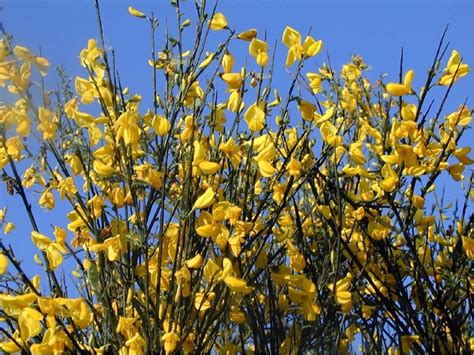 Arbuste à fleurs jaunes fleur de passion