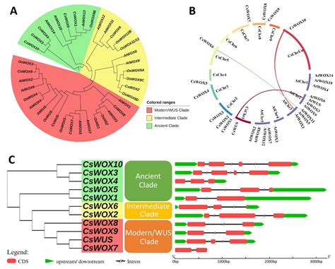 Ijms Free Full Text Genome Wide Identification And Expression Profiling Of The Wox Gene