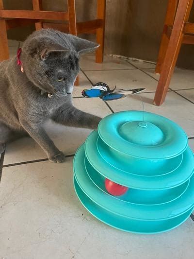 Pet Products From Chewy You Ll Wish You Got Years Ago