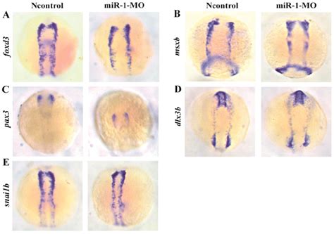 Expression Of Selected Genes In Neural Crest Induction And Download Scientific Diagram