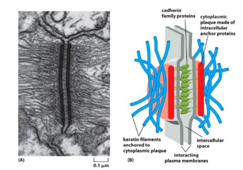 Exam 3 Chap 16 Part 2 Keratin Intermediate Filaments Flashcards