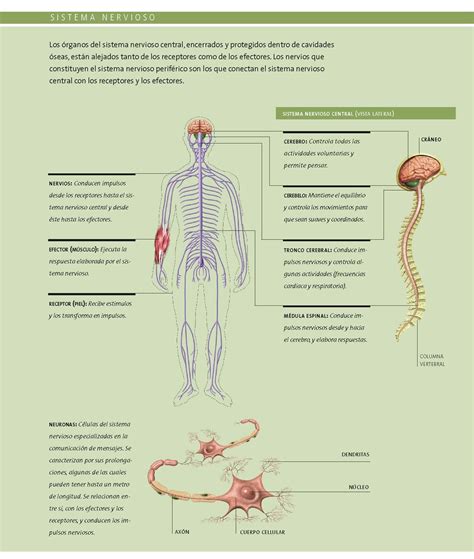 Infografías De Biología Química Y Física Sistema Nervioso
