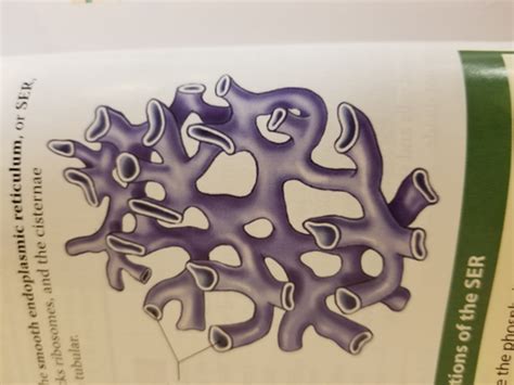 Chapter 3 Section 1 Flashcards Quizlet