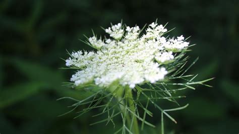 Which Trees Are Safe To Plant Near Septic Systems Magnetmix