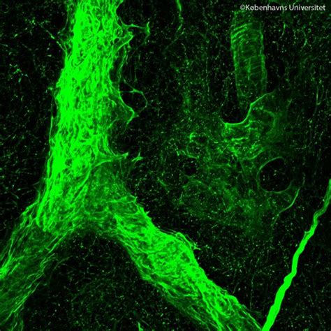 Extracellular Matrix Revealed In Three Dimensions Cell And Molecular