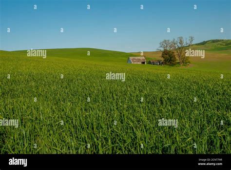 View Of An Abandoned Old Farm House In A Wheat Field In Whitman County
